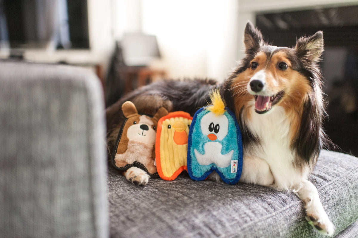 Invincible Mini Puppy – Across the Breeds